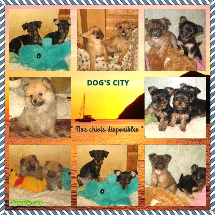 DOG'S CITY