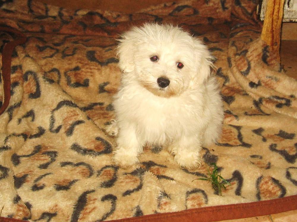 VENTE DE Chiot BICHON MALTAIS