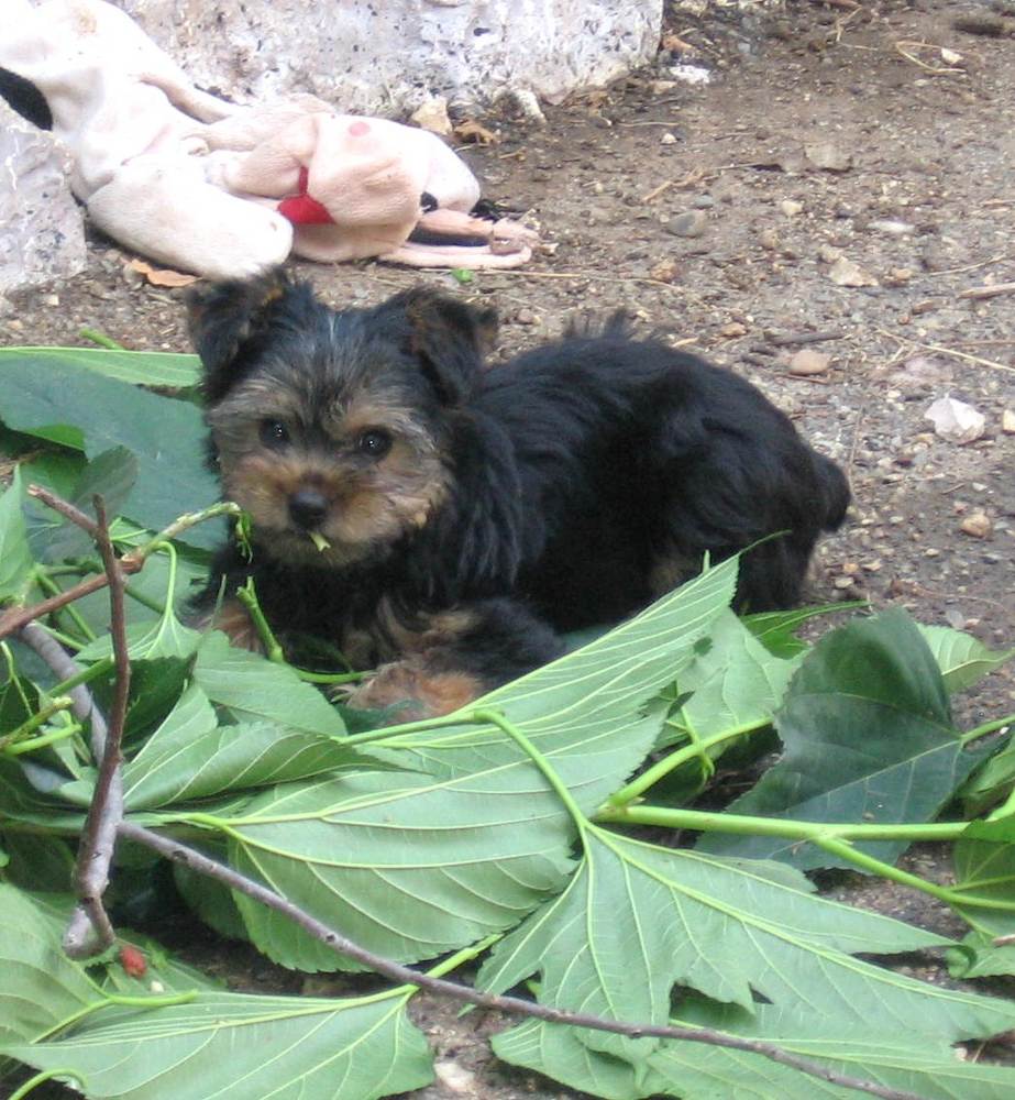 Vente de chiots YORKSHIRE TERRIER
