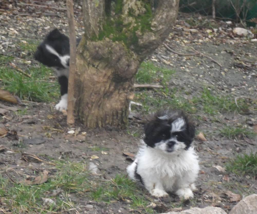 LES MEILLEURES PHOTOS de DOG'S CITY