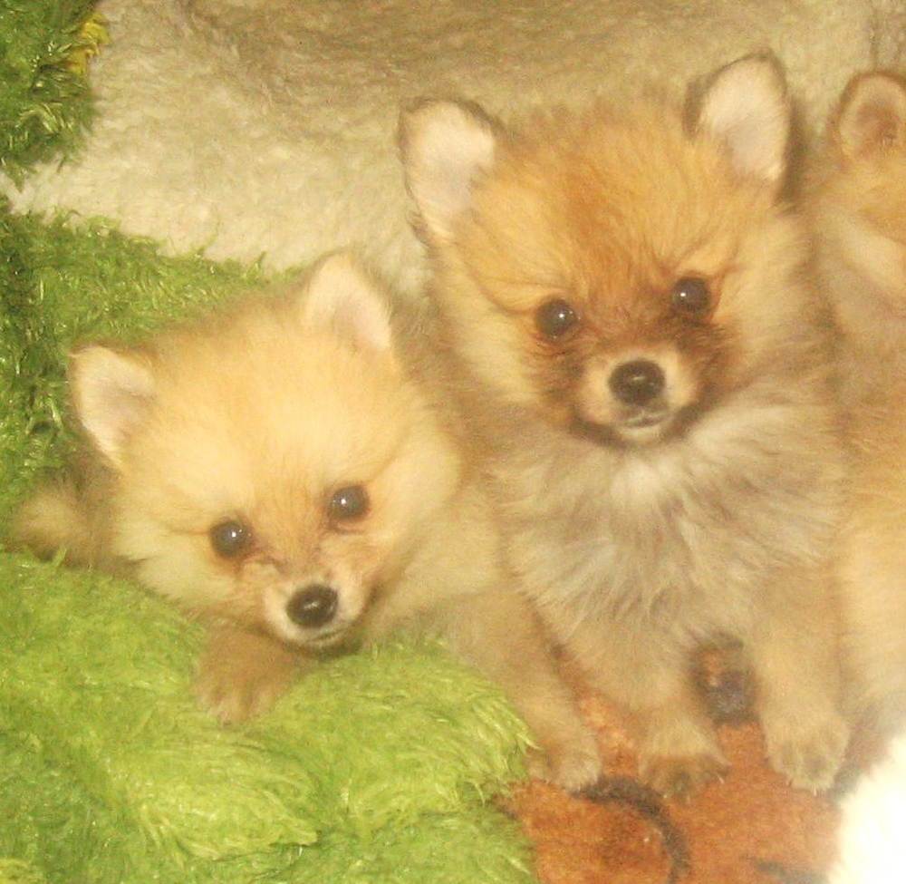 ADORABLES Chiots SPITZ NAIN